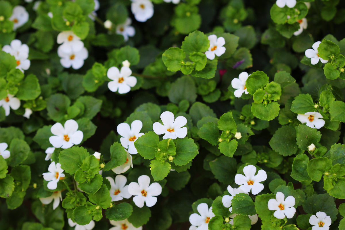 Unpacking the Cognitive Benefits of Bacopa Monnieri – LMB Life Made Better